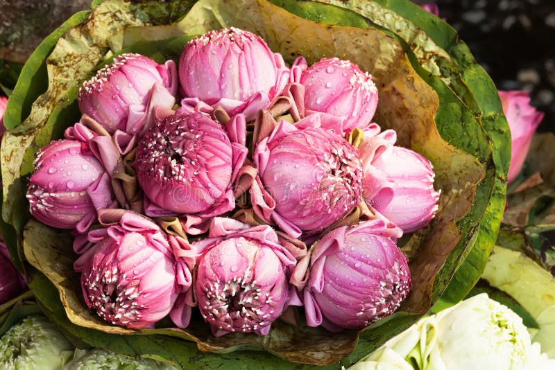 Bunch of lotus stock photo. Image of bloom, asian, drop - 45936502