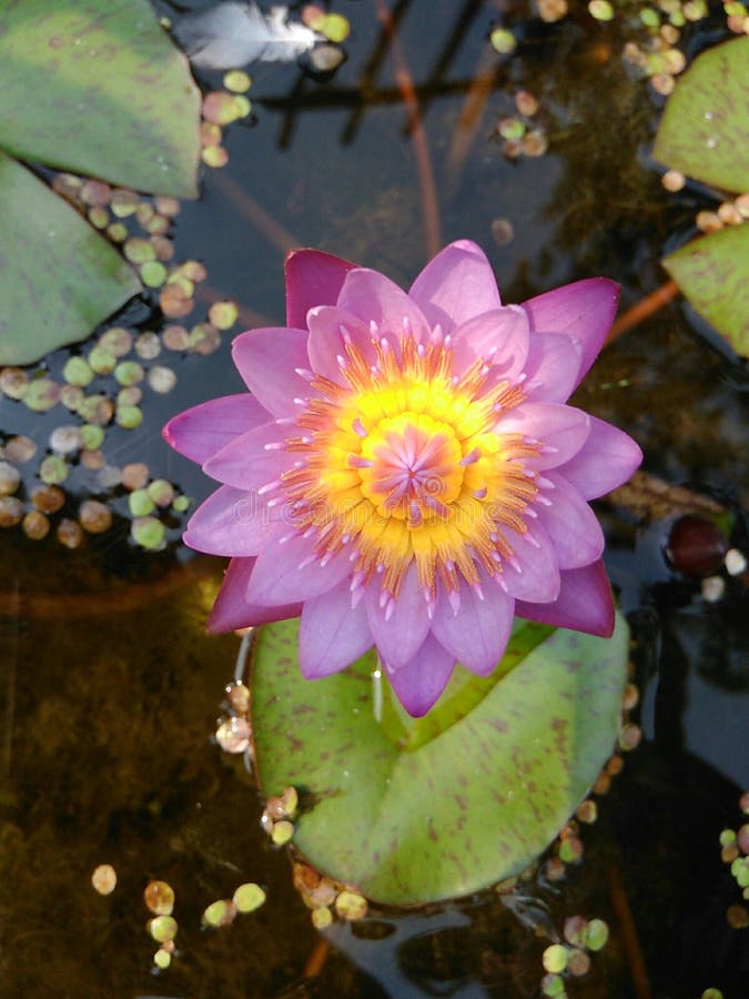 237 Lotus Flower Capture Stock Photos - Free & Royalty-Free Stock ...