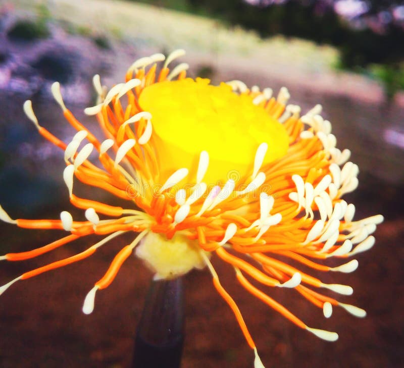 Lotus Flower Centre Point Stock Photos - Free & Royalty-Free Stock ...