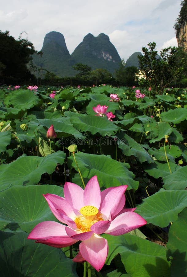 Pink lotus stock photo. Image of botanical, exotic, green - 5116122