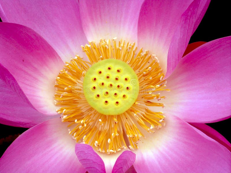 Lotus flower close-up stock photo. Image of blossom, oriental - 12548416