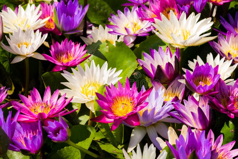 Color Lotus Flower stock image. Image of plant, pond - 193513217