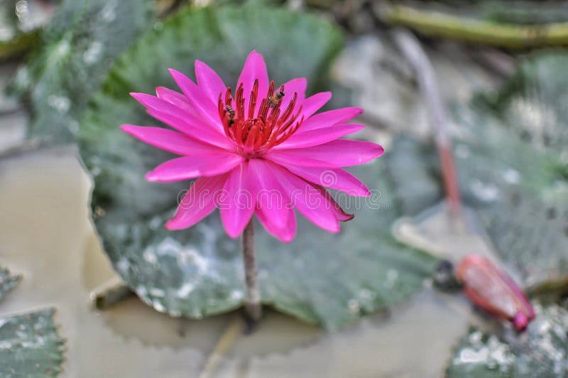 Lotus Flower, Died Leaf stock photo. Image of purple - 237983270