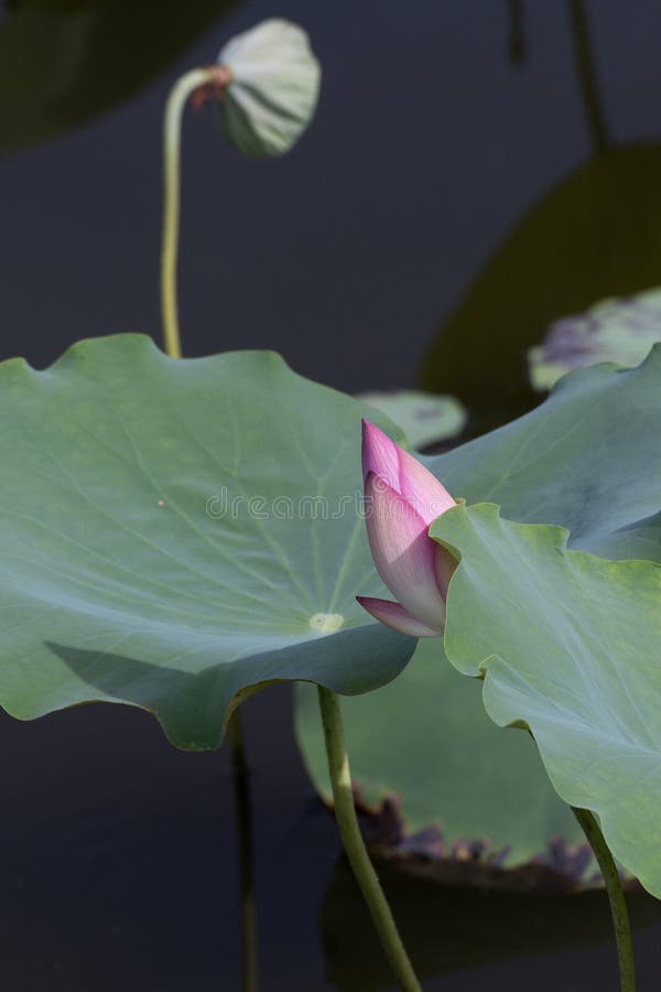 Lotus flower stock photo. Image of blossom, floral, green - 250809308
