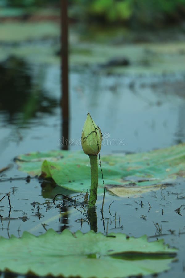 A Lotus Flower in Early Puberty, Buds Stock Photo - Image of aquatic ...