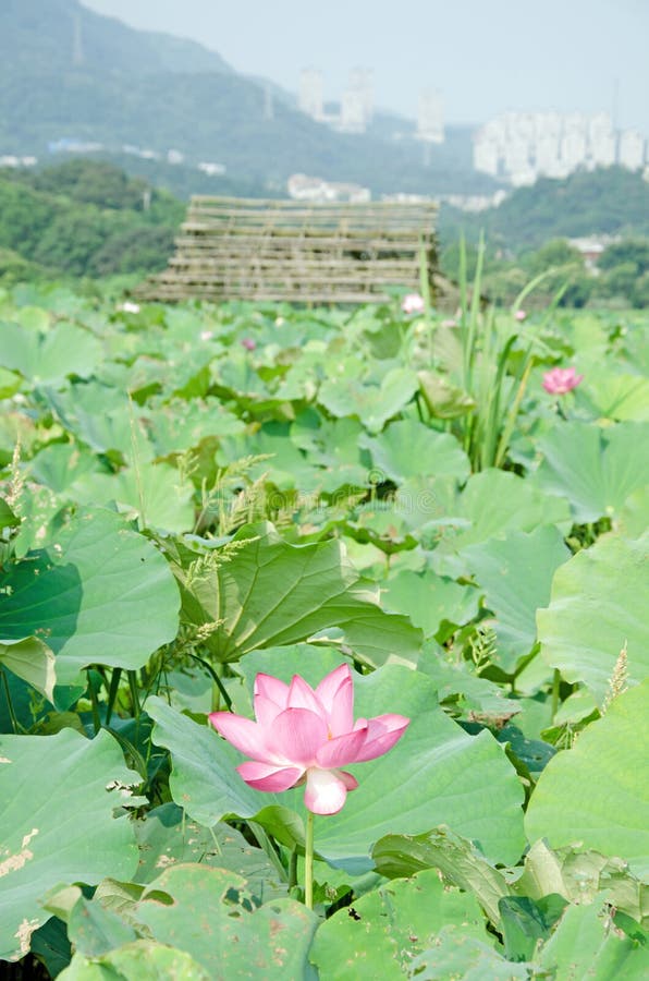 Lotus flowers farm stock photo. Image of calm, calmness - 19805644