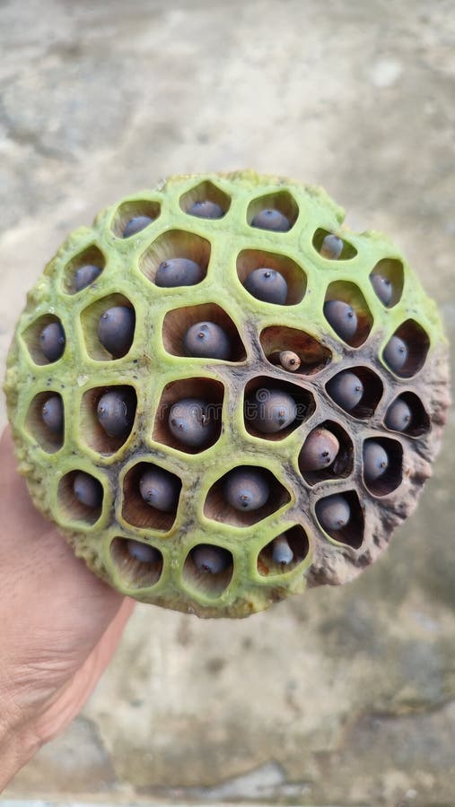 The Lotus Flower and the Fear of Trypophobia Stock Image - Image of ...