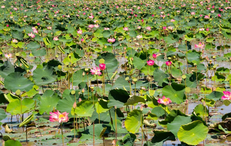 Lotus Flower Field on Water in Asia Stock Image - Image of blossom ...