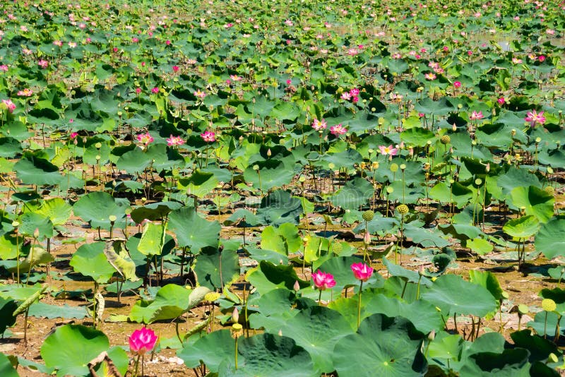 Lotus Flower Field on Water in Asia Stock Image - Image of lotus, pond ...