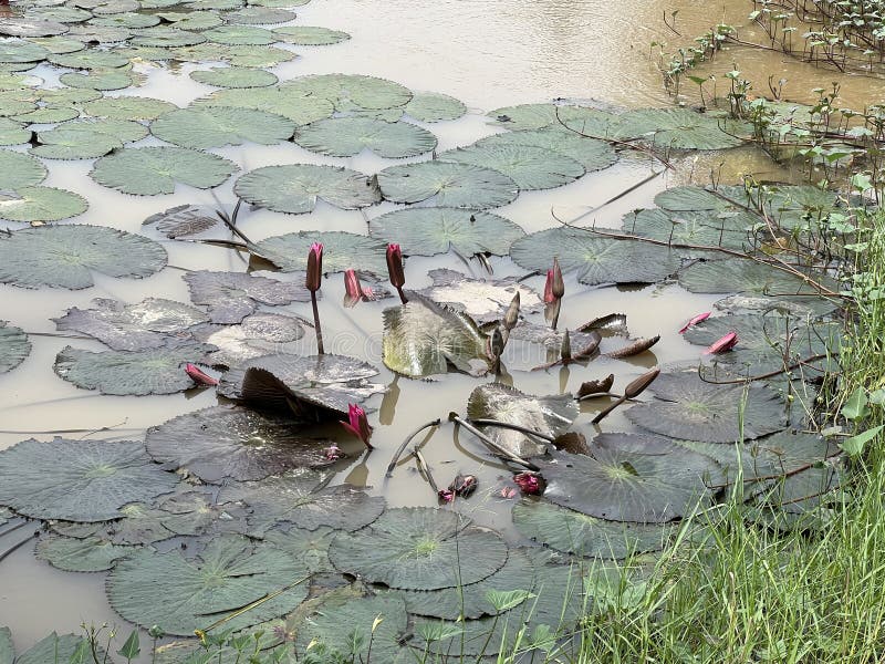 Lotus flower in fish pond stock photo. Image of tropical - 338032354