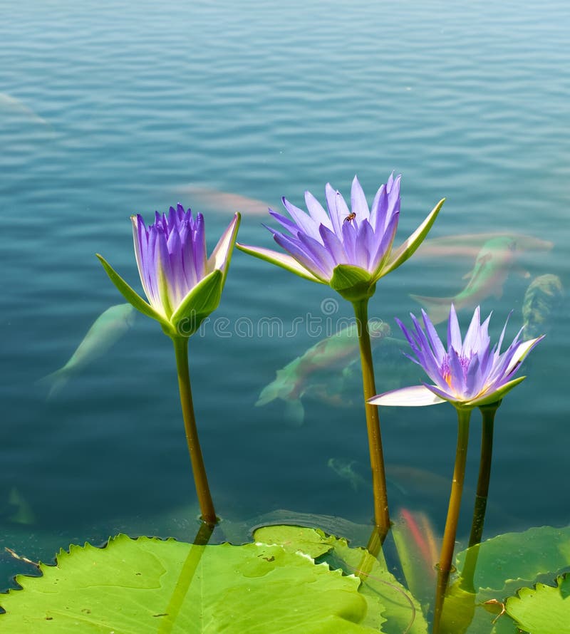 Lotus Flower and Fish in a Pond in a Park Stock Image - Image of calm ...