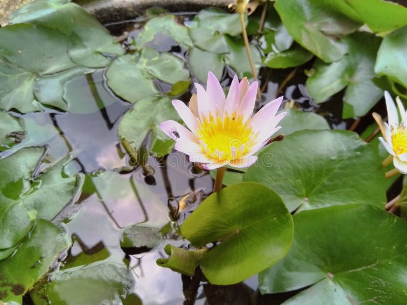 Lotus Flower with a Fly in Watery Place Stock Image - Image of watery ...