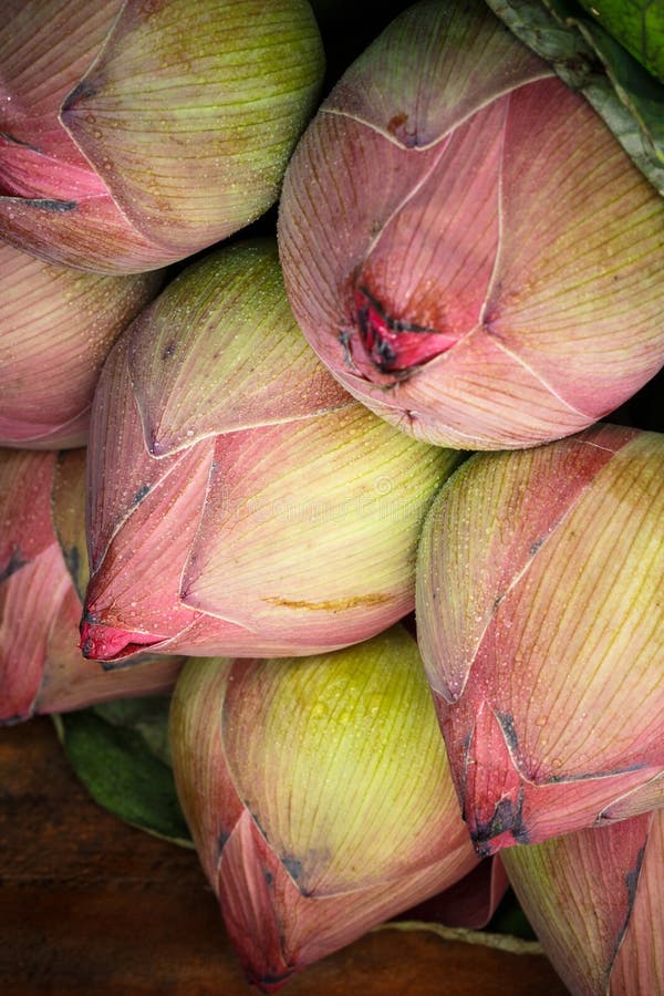 Lotus Flower stock image. Image of fruit, fitness, decoration - 109528849