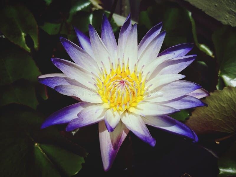 The Lotus Flower is in Full Bloom, it is Beautiful.and Natural Stock ...