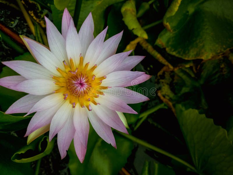 The Lotus Flower in Full Bloom Stock Photo - Image of leaf, exotic ...