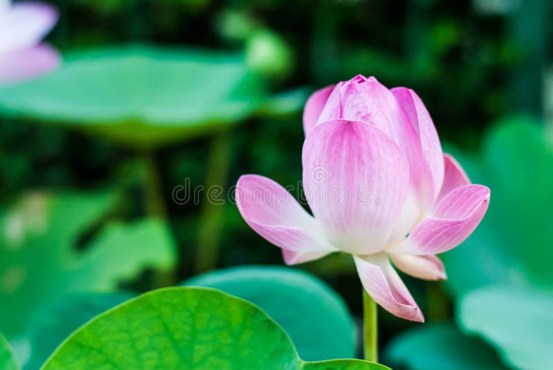 Lotus flower stock image. Image of garden, lotus, blossom - 30266825