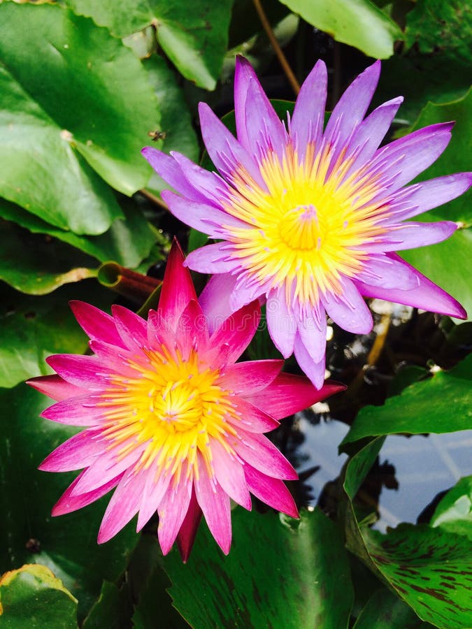 Lotus flower in the garden stock photo. Image of party - 61449818