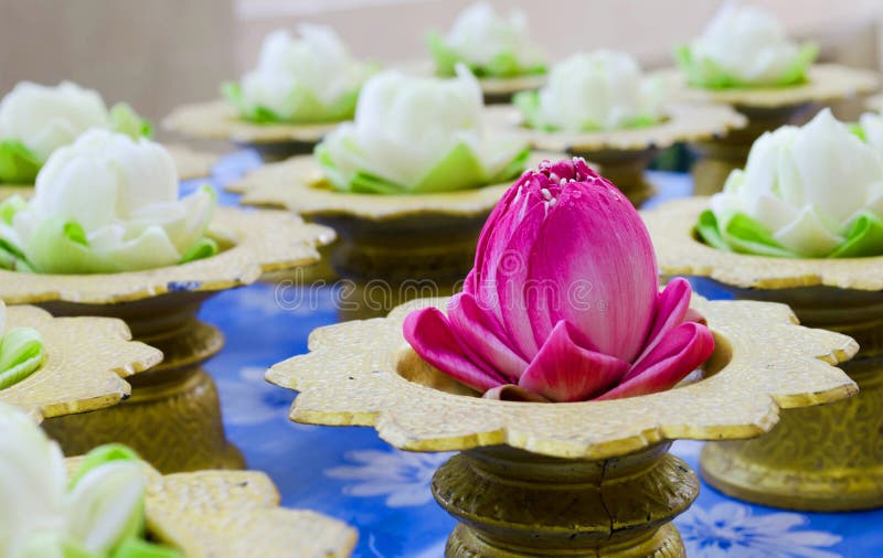 Lotus Flower Garlands on Tray Stock Photo - Image of individual ...