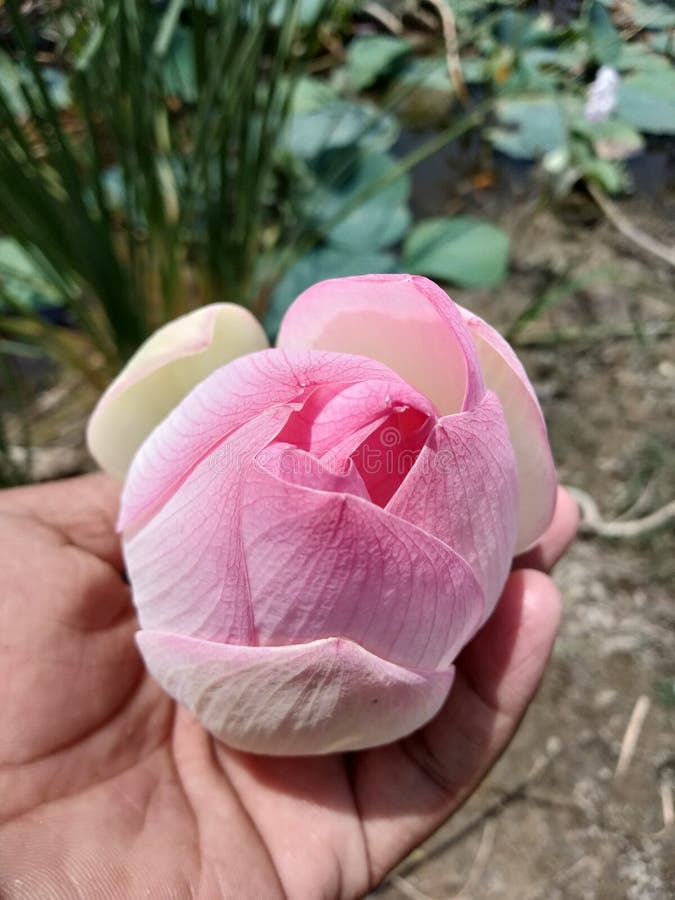 Flower in a hand with path stock image. Image of health - 570967