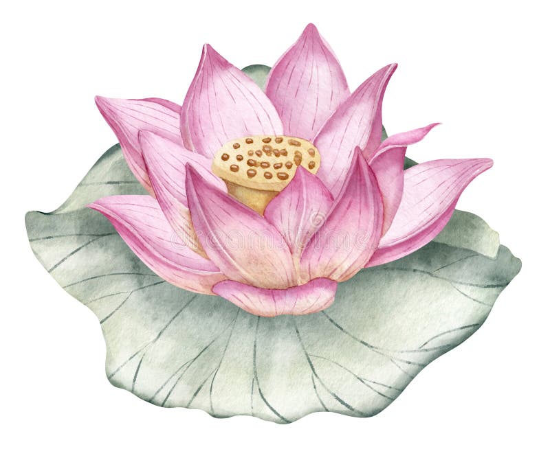 Lotus Flower Hand Drawn Watercolor Illustration Of Pink Water Lily And