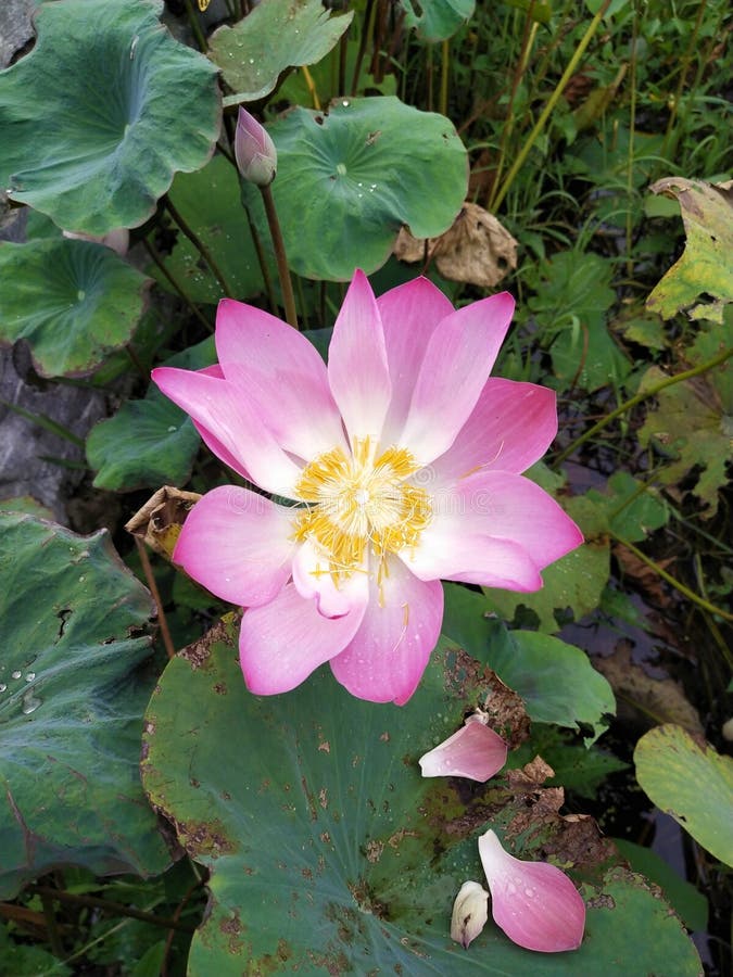 A Lotus Flower that Has Lost Two of Its Petals Stock Photo - Image of ...