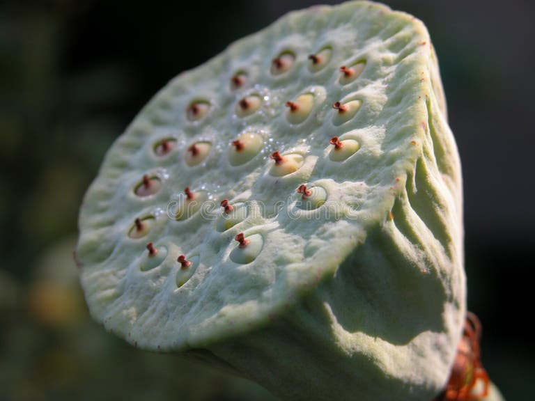 Lotus flower head stock photo. Image of seed, interesting - 842758