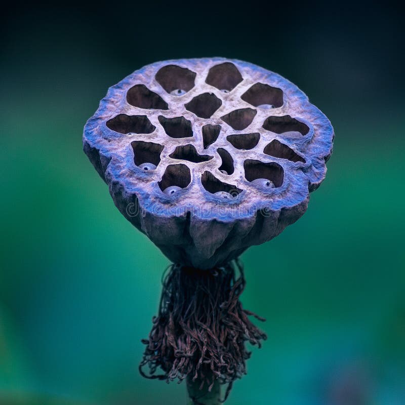 Lotus flower head stock photo. Image of colors, flower - 162772558