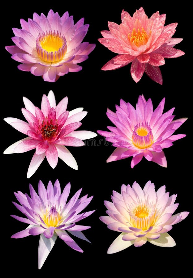 Lotus flower isolate stock photo. Image of scenic, fresh - 25772272