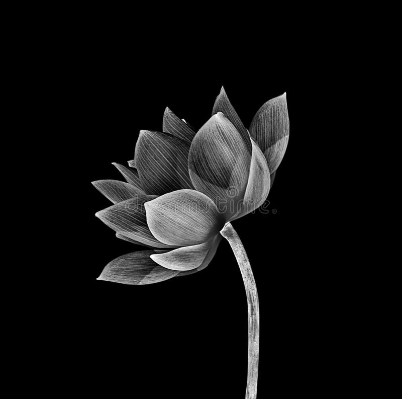 Black Lotus Flower Wallpaper