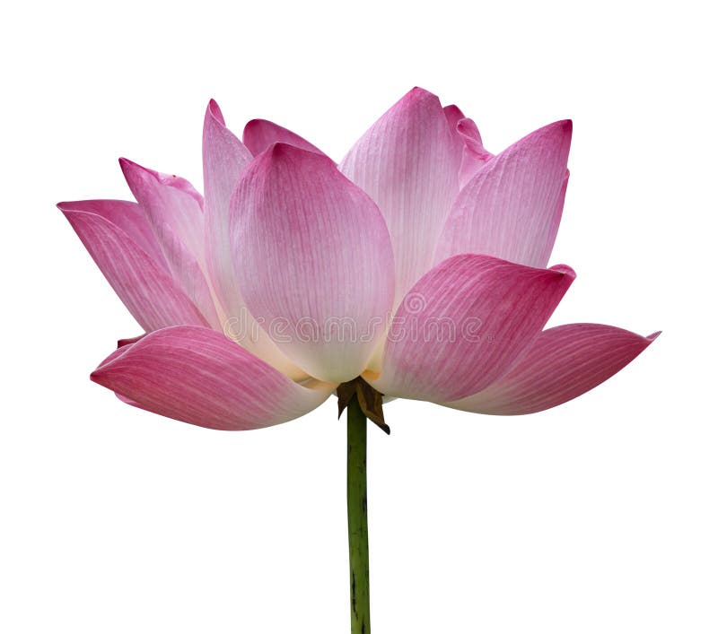 Lotus Png