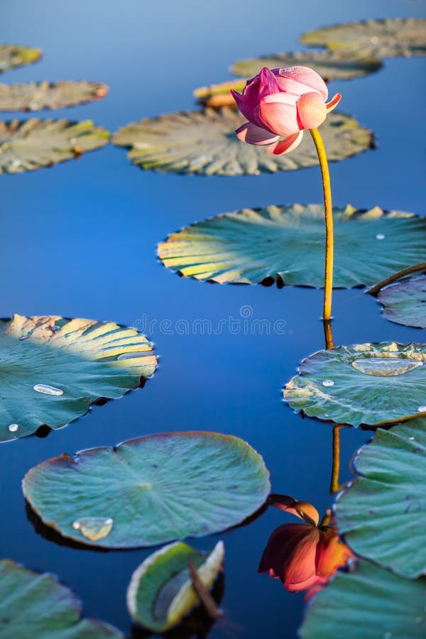 Lotus Flower and Its Reflection in the Water Stock Image - Image of ...
