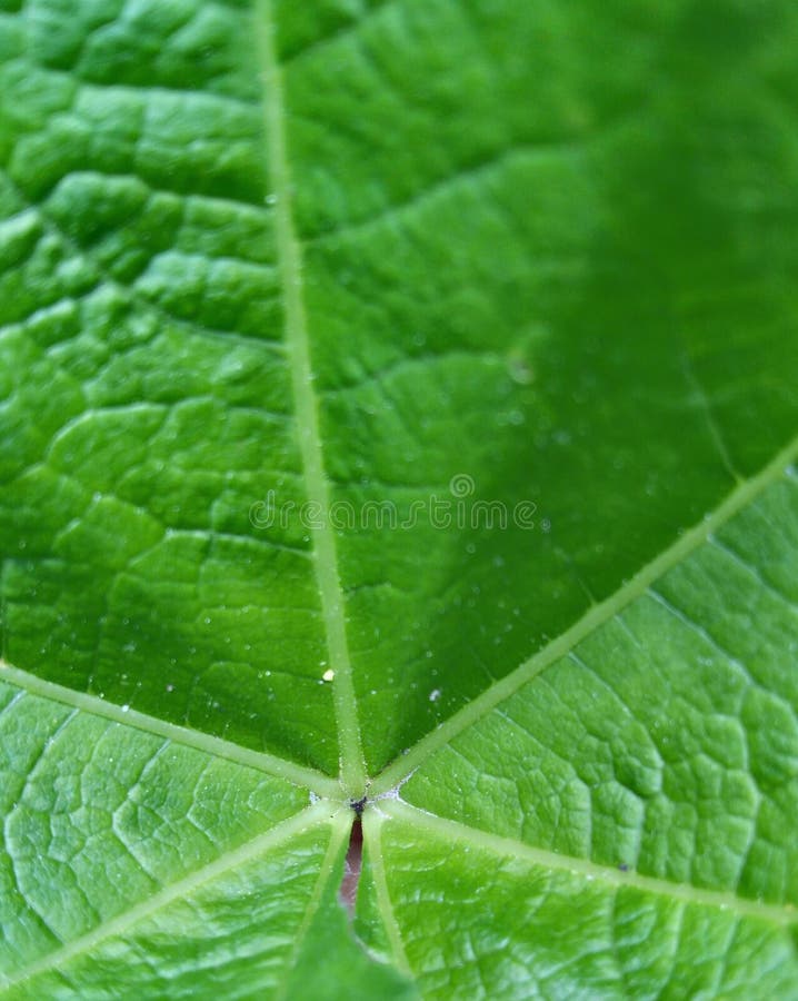 Lotus flower lea stock image. Image of herb, produce - 277892711