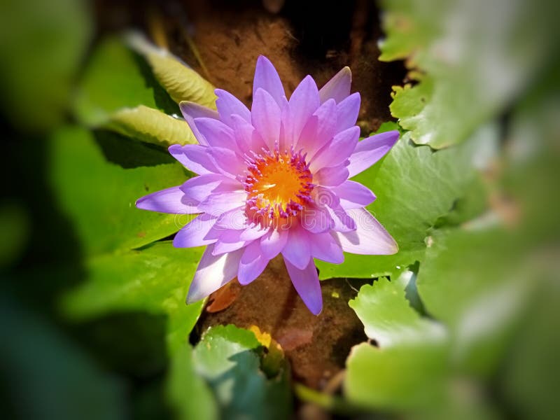 Lotus Flower with Two Leaves Stock Illustration - Illustration of ...