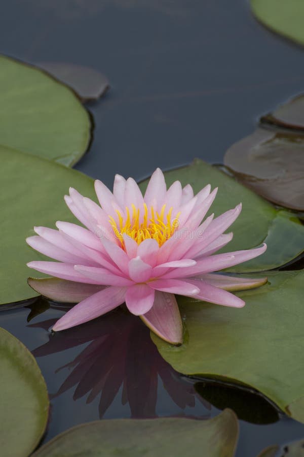 Lotus flower light pink stock image. Image of colored - 30544997