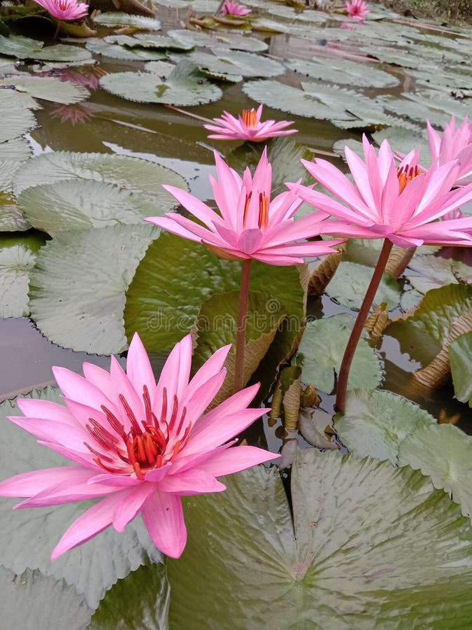 The Lotus Flower Look Beautyful in the Morning Stock Image - Image of ...