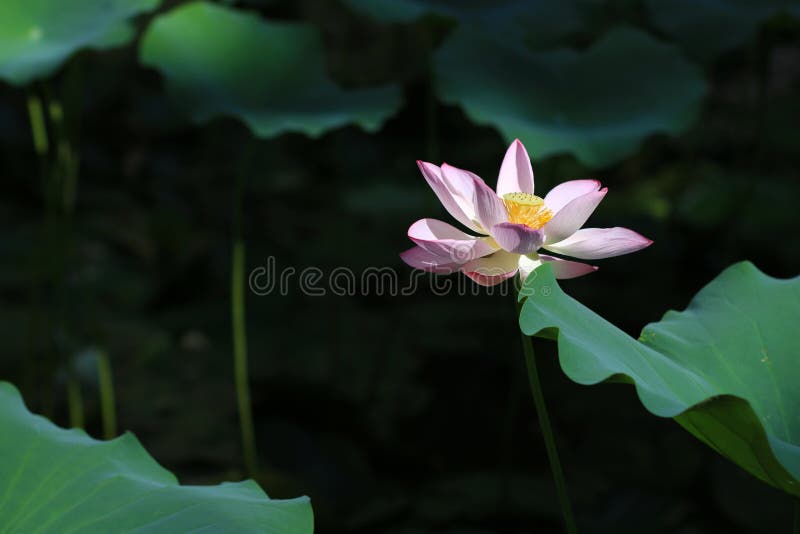 Lotus flower stock image. Image of pink, sunlight, plant - 176973761