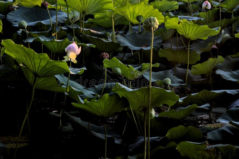 Lotus Flower in the Middle of an Expanse of Plants on a Lake at Sunset ...