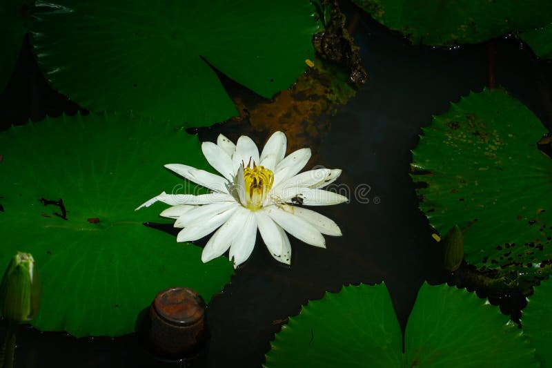 Lotus Flower in the Middle of Pond Stock Image - Image of water, season ...