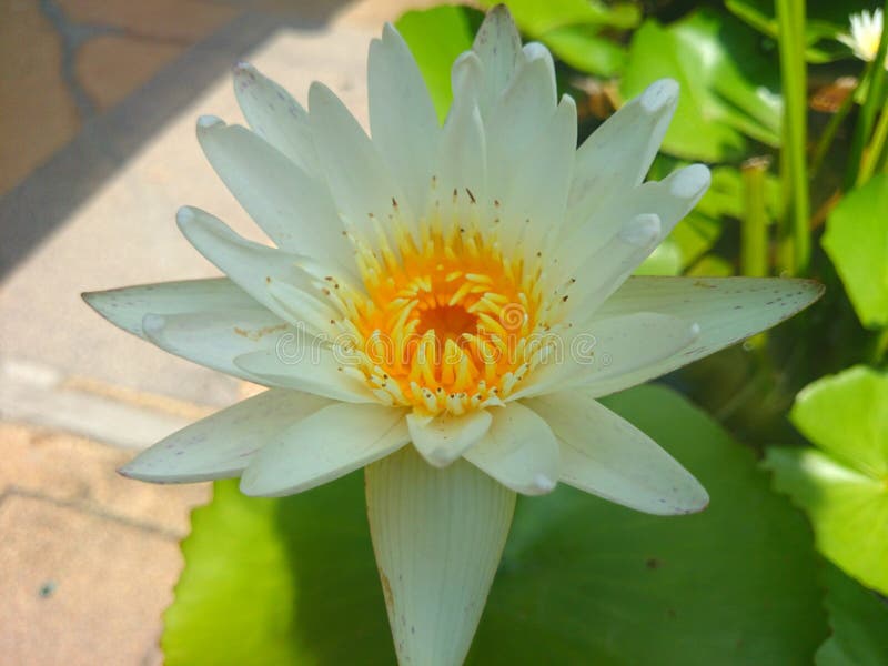 Lotus stock image. Image of mylook, lotus, nice, flower - 44551809