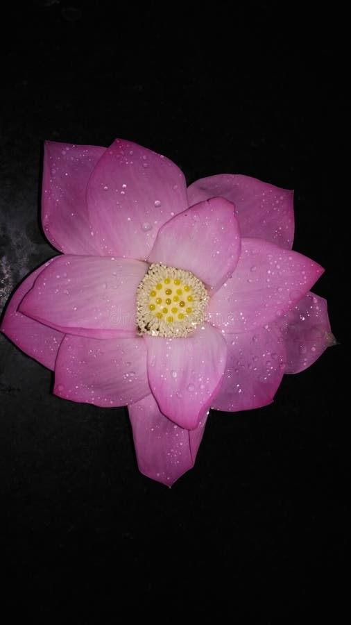 1,924 Real Lotus Flower Stock Photos - Free & Royalty-Free Stock Photos ...