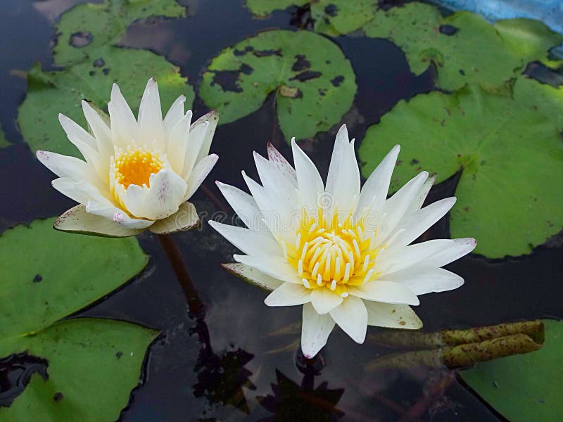 Lotus stock photo. Image of green, painting, landscape - 46141482