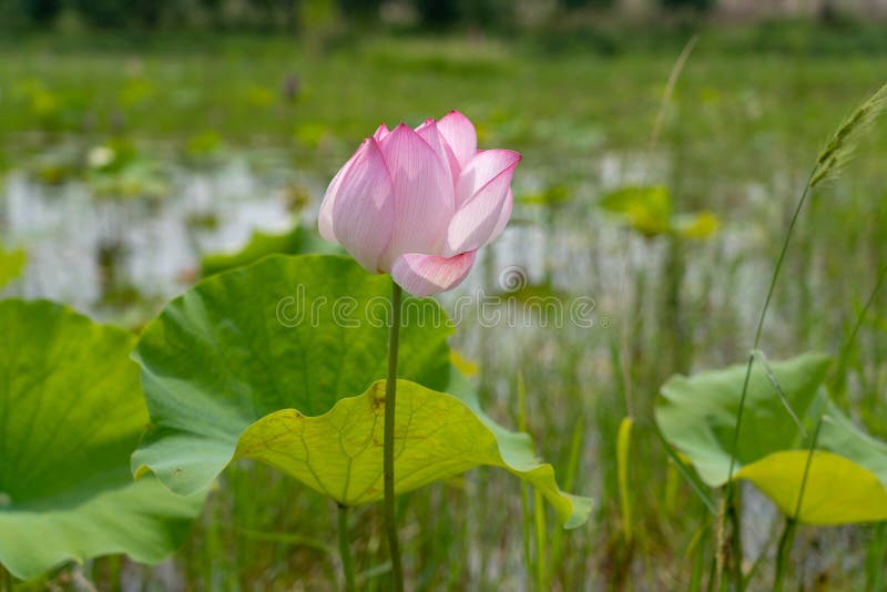 765 Lotus Opening Stock Photos - Free & Royalty-Free Stock Photos from ...