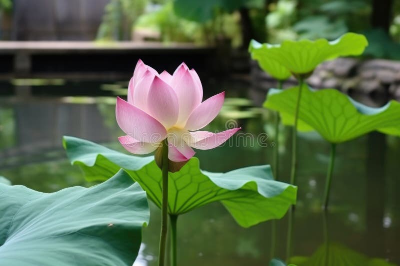 Lotus Flower Opening on the Pond Stock Image - Image of opening ...