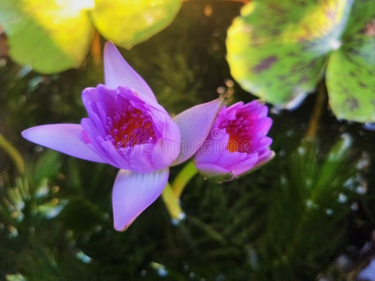 Lotus Flower Pair, First Bloom Stock Photo - Image of leaf, shrub ...
