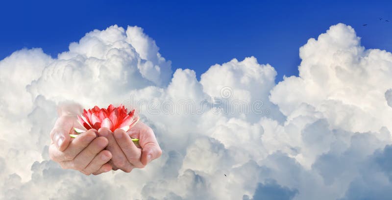 Lotus Flower on the Palms. Palms Symbolically Emerged from the Cloud ...