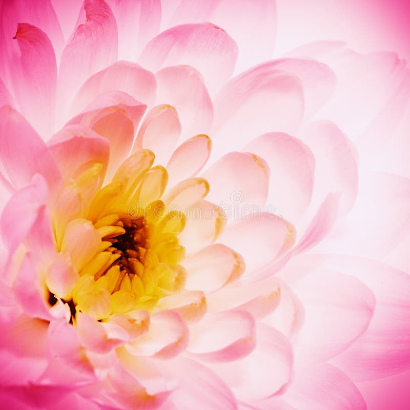 Lotus flower petals stock image. Image of drop, blossom - 32584849