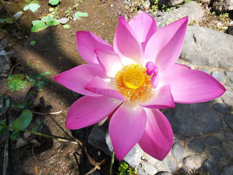 Lotus Flower with Pink Water Live in the Lake Stock Photo - Image of ...