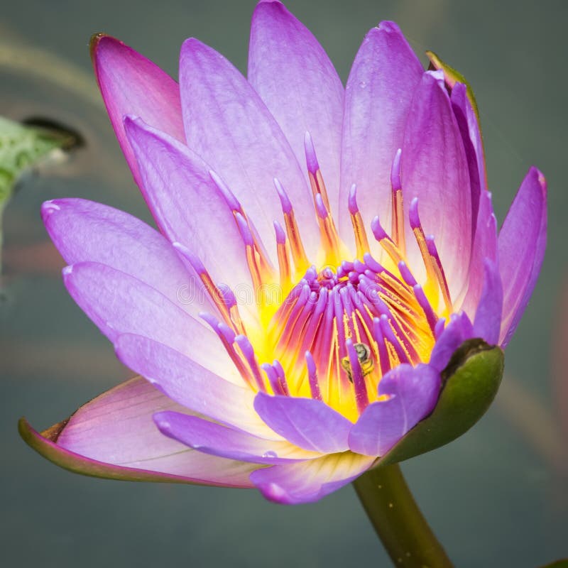 Lotus flower stock photo. Image of virtue, blossom, beautiful - 53757022