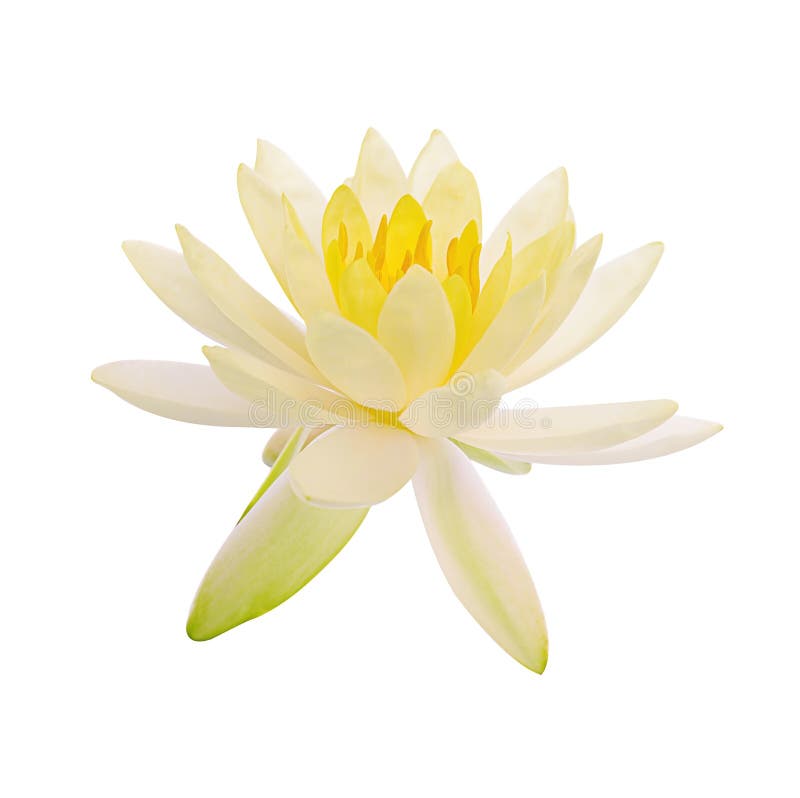 Lotus Flower and Lotus Flower Plants Isolated on White Stock Photo ...