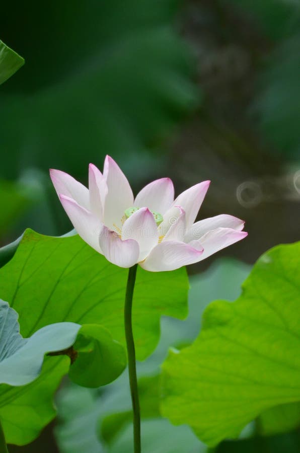 A Lotus Flower Plants, Lotus Flower at Summer Stock Photo - Image of ...